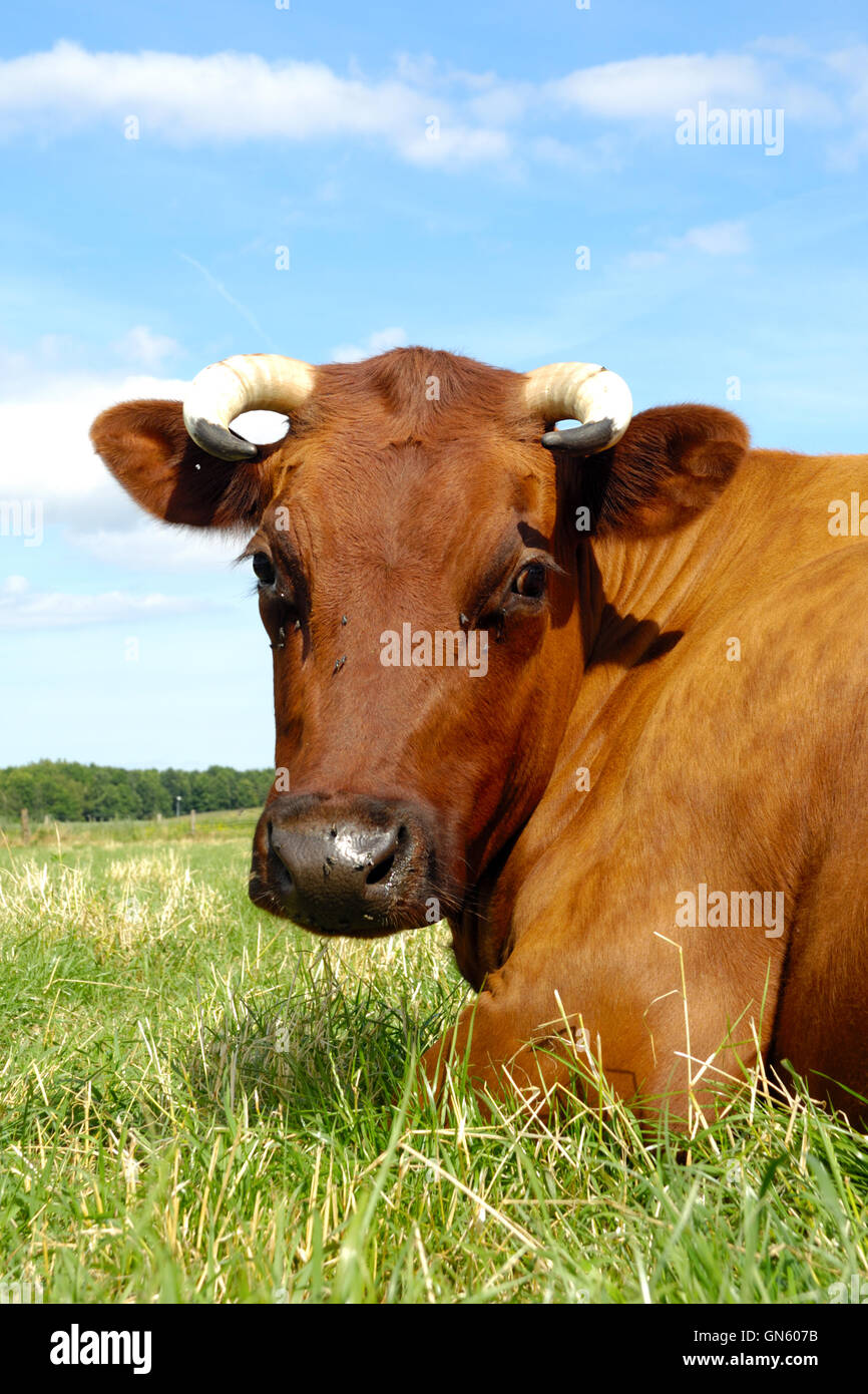 White cow face hi-res stock photography and images - Alamy