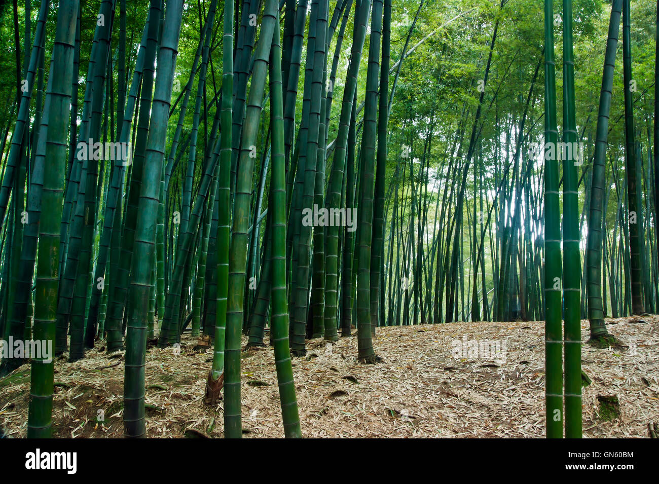 Chinese Scenery Bamboo Forest Japan