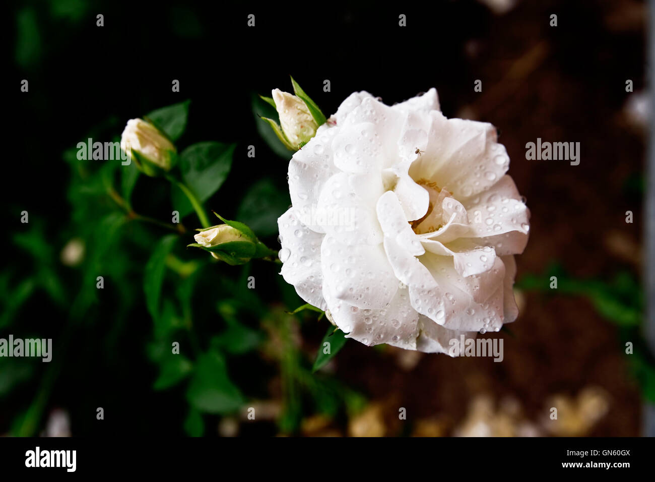 Beige rose hi-res stock photography and images - Alamy