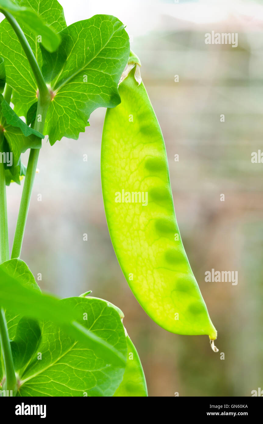 Pea pods on the vine Stock Photo - Alamy