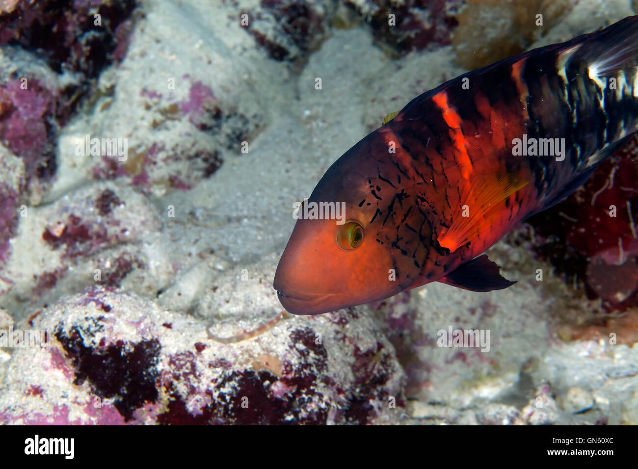 Red-breasted splendour wrasse in de Red Sea Stock Photo - Alamy