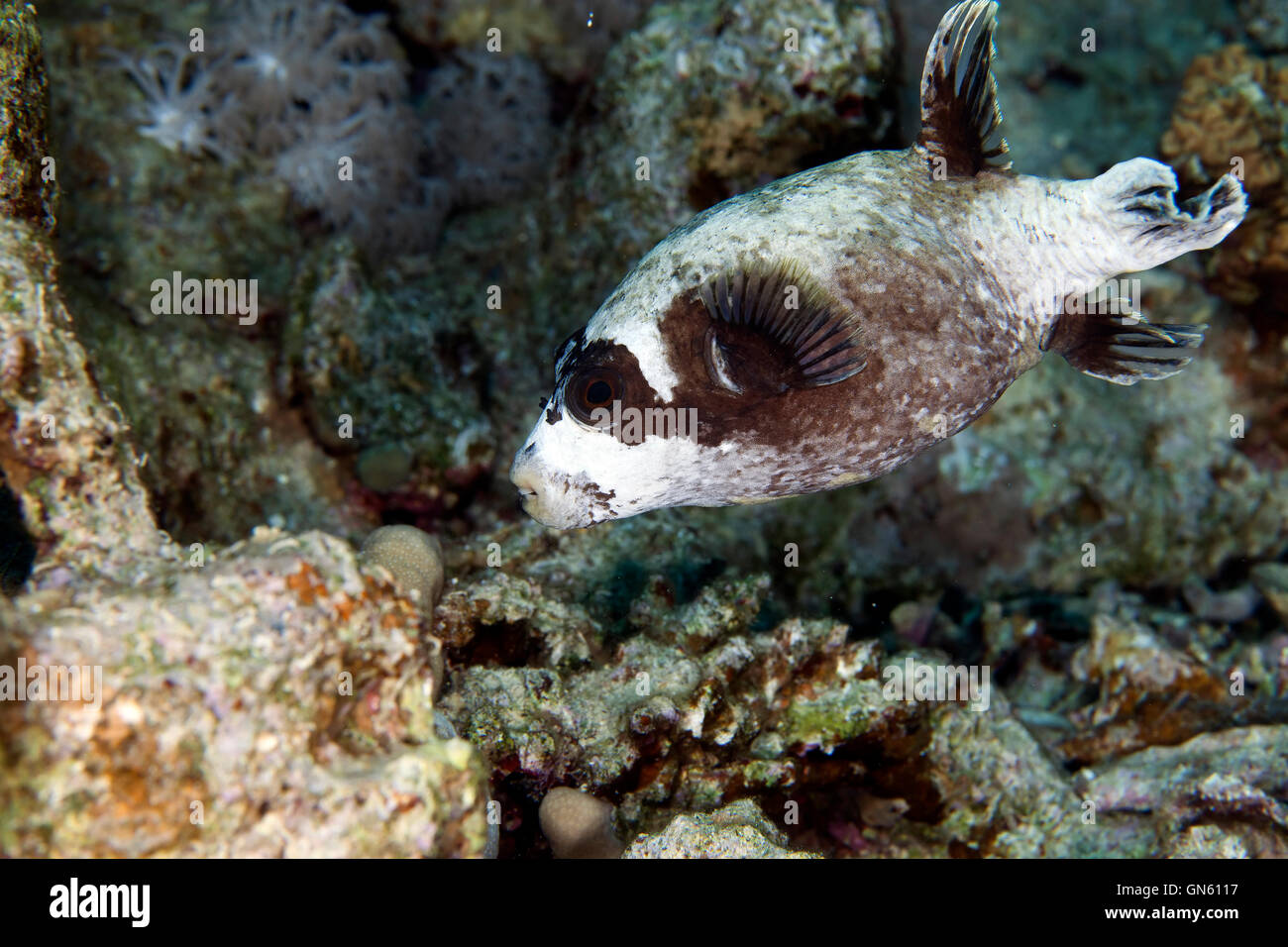 School of puffer fish hi-res stock photography and images - Alamy