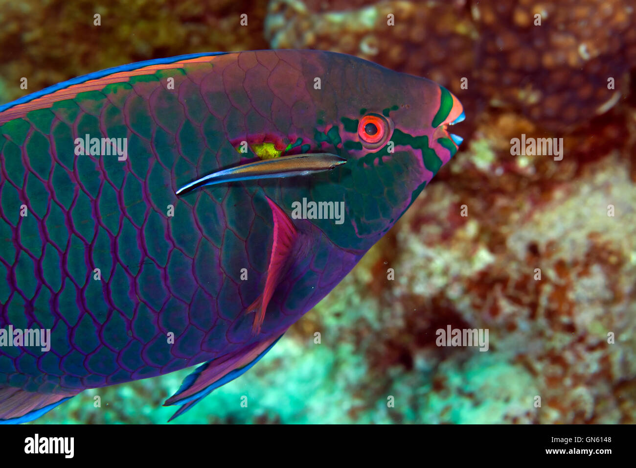 Parrotfish in de Red Sea Stock Photo - Alamy