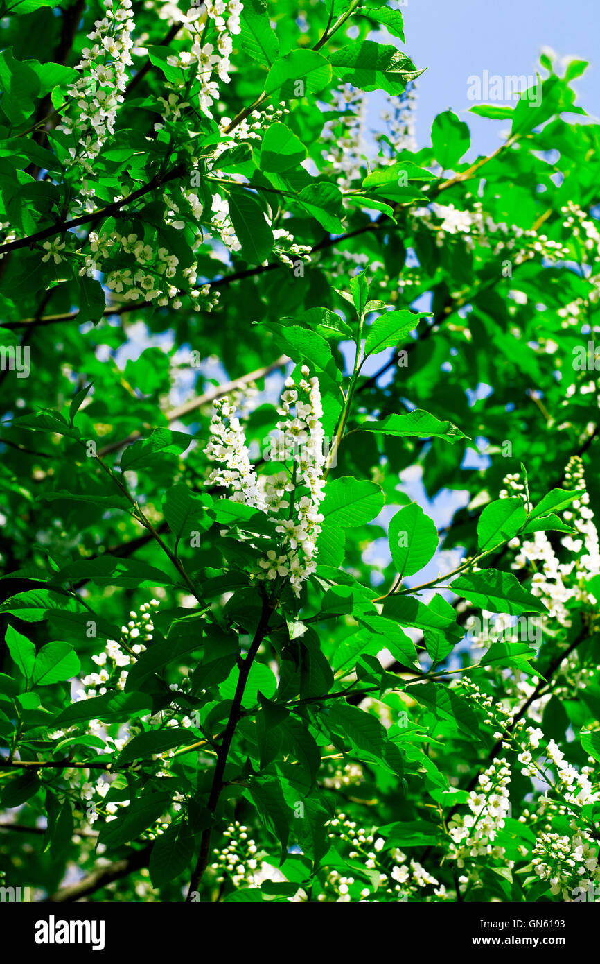flowering branch of tree Stock Photo - Alamy