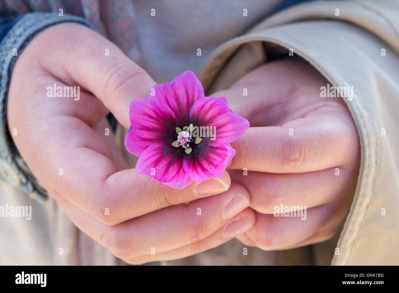 Woman finger's holding a pink and purple flower Stock Photo - Alamy
