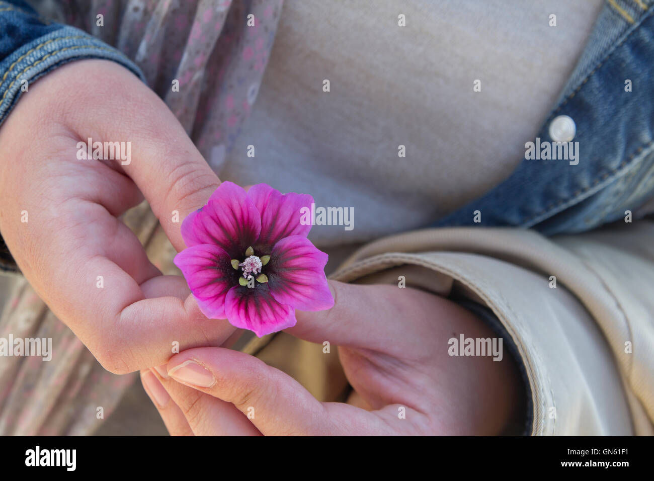 Woman finger's holding a pink and purple flower Stock Photo - Alamy