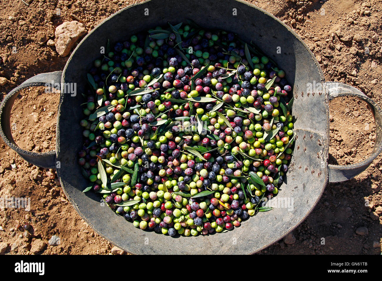 Olive fruit hi-res stock photography and images - Alamy