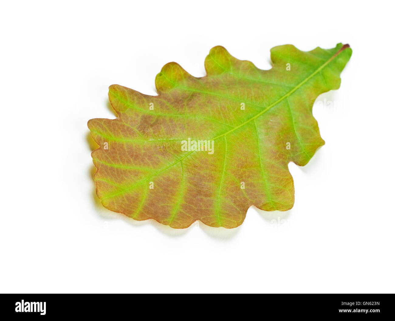 Green leaf top Cut Out Stock Images & Pictures - Alamy