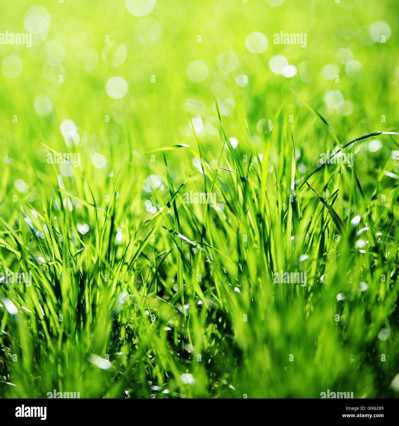 Extreme Close up of green grass Stock Photo - Alamy