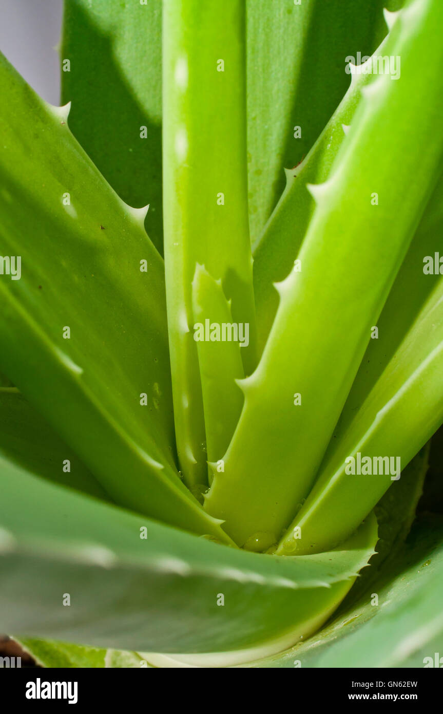 leaf of aloe Stock Photo - Alamy