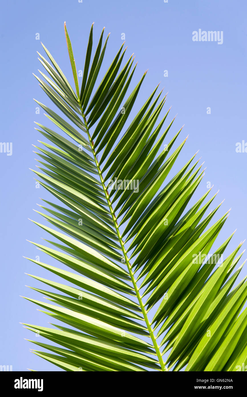 leaves of palm tree Stock Photo - Alamy