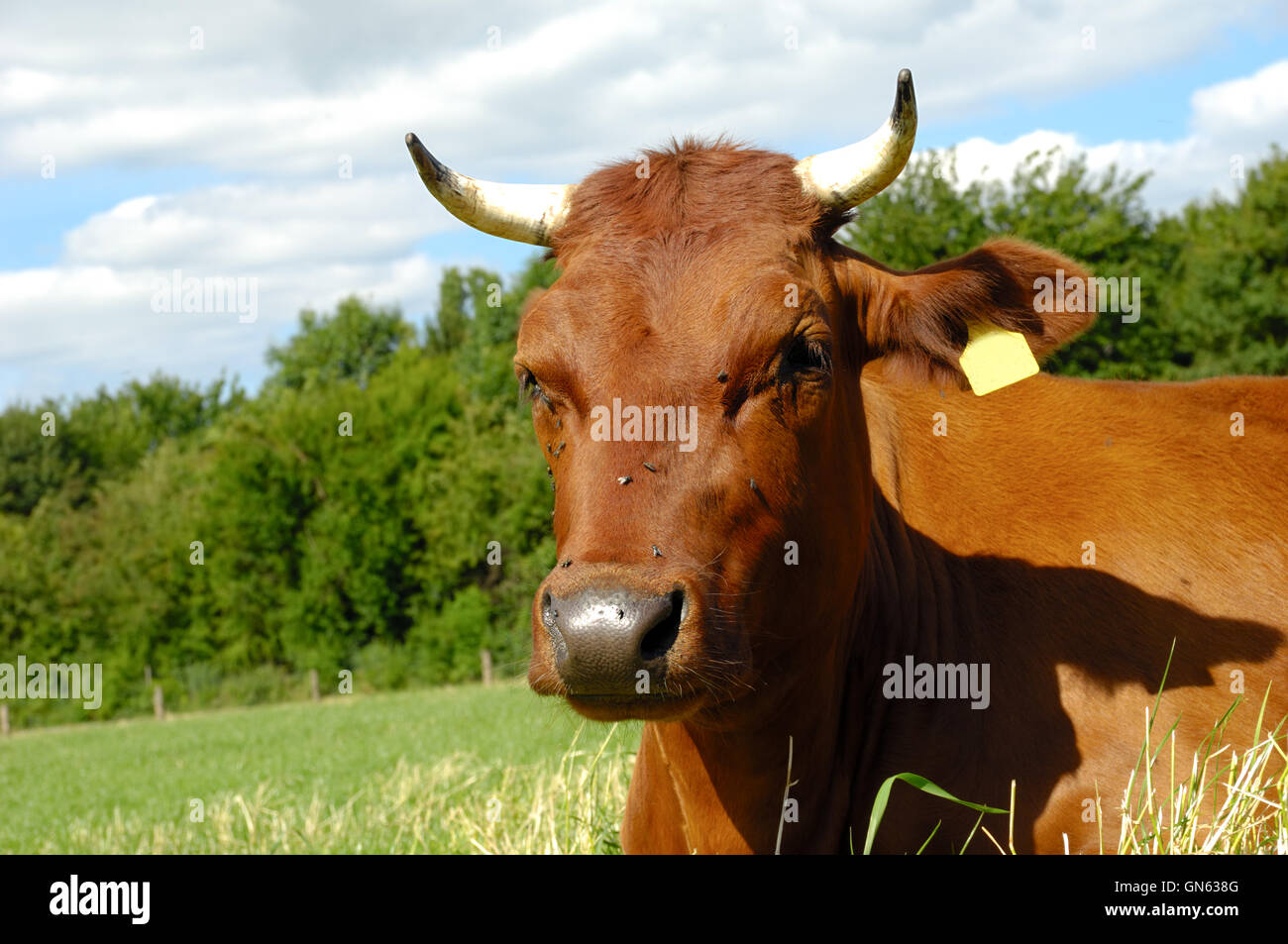 Milk cow face hi-res stock photography and images - Alamy