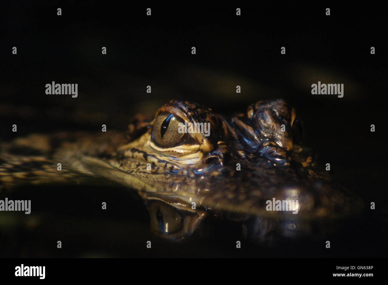 Scary alligator hi-res stock photography and images - Alamy