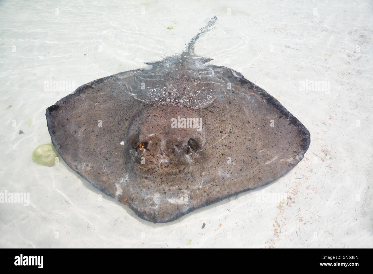 stingray in a shallow water Stock Photo - Alamy