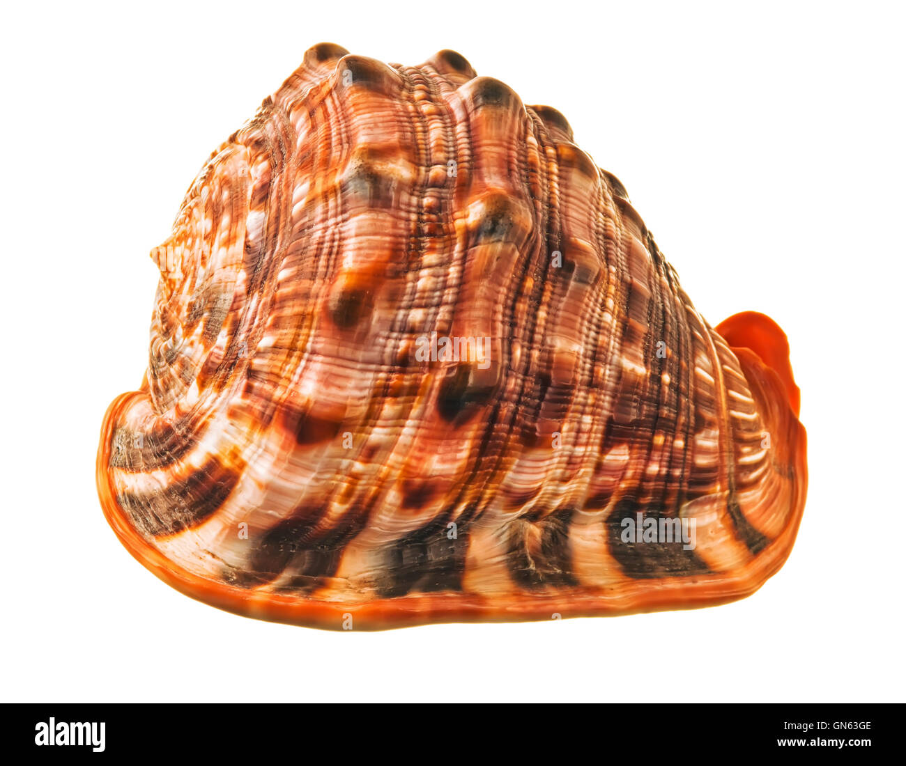 River shell Cut Out Stock Images & Pictures - Alamy