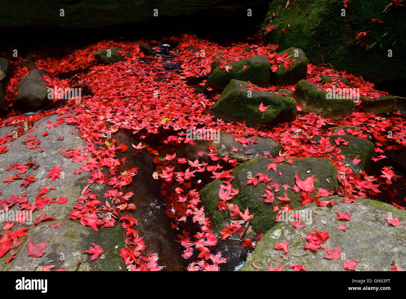 Red maple leaf during fall Stock Photo - Alamy
