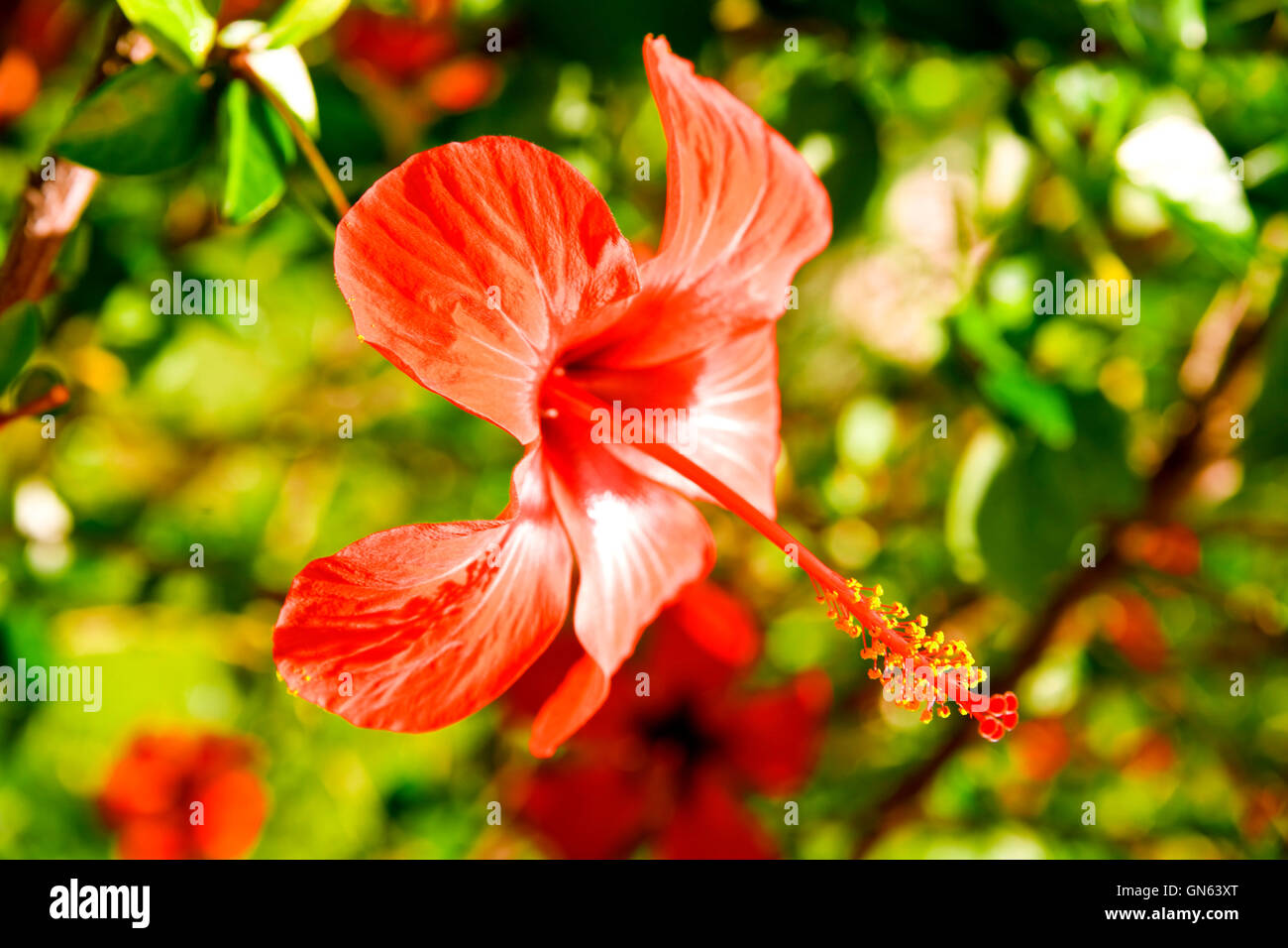 Beautiful red flower Stock Photo - Alamy