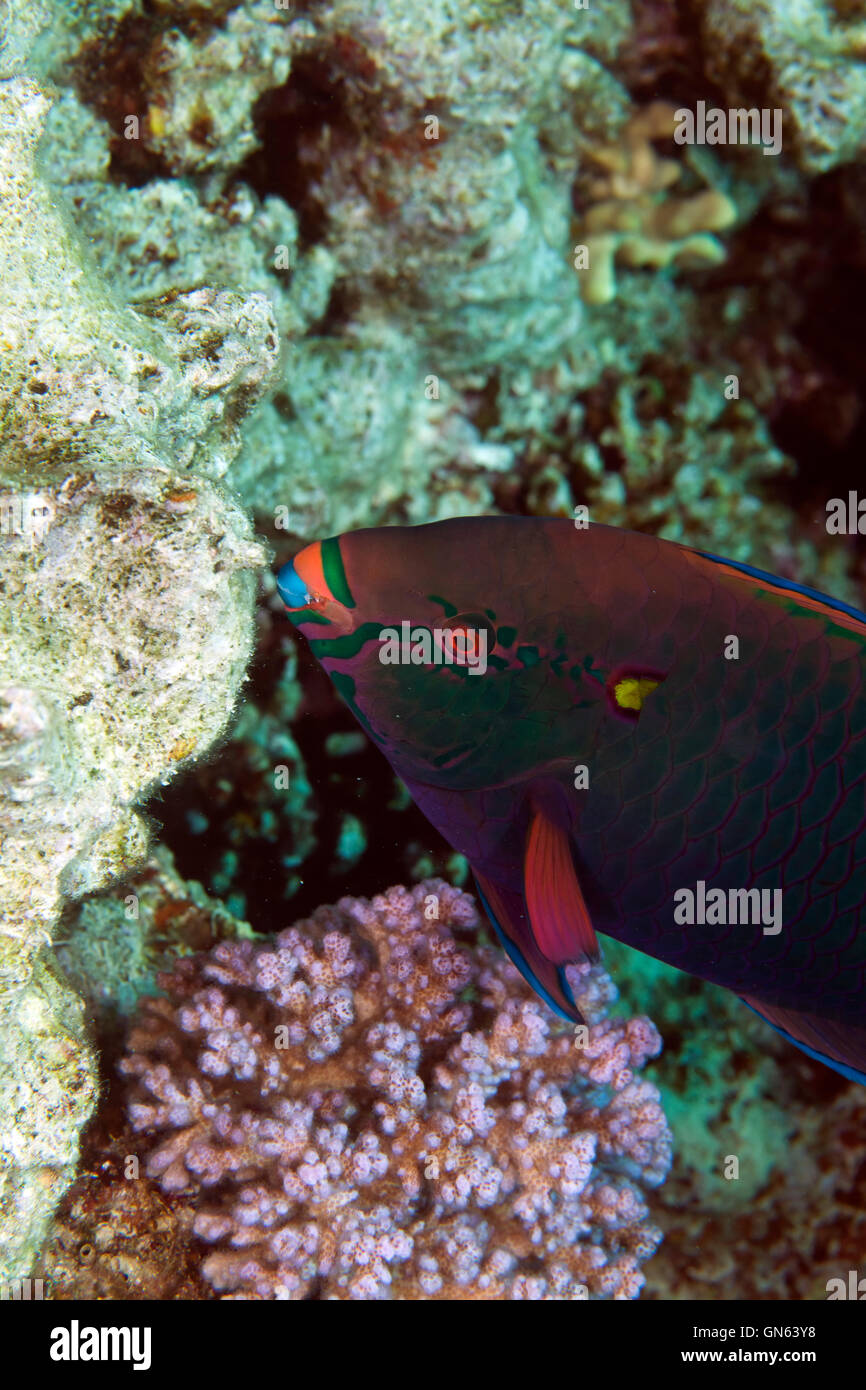 Parrotfish in de Red Sea Stock Photo - Alamy