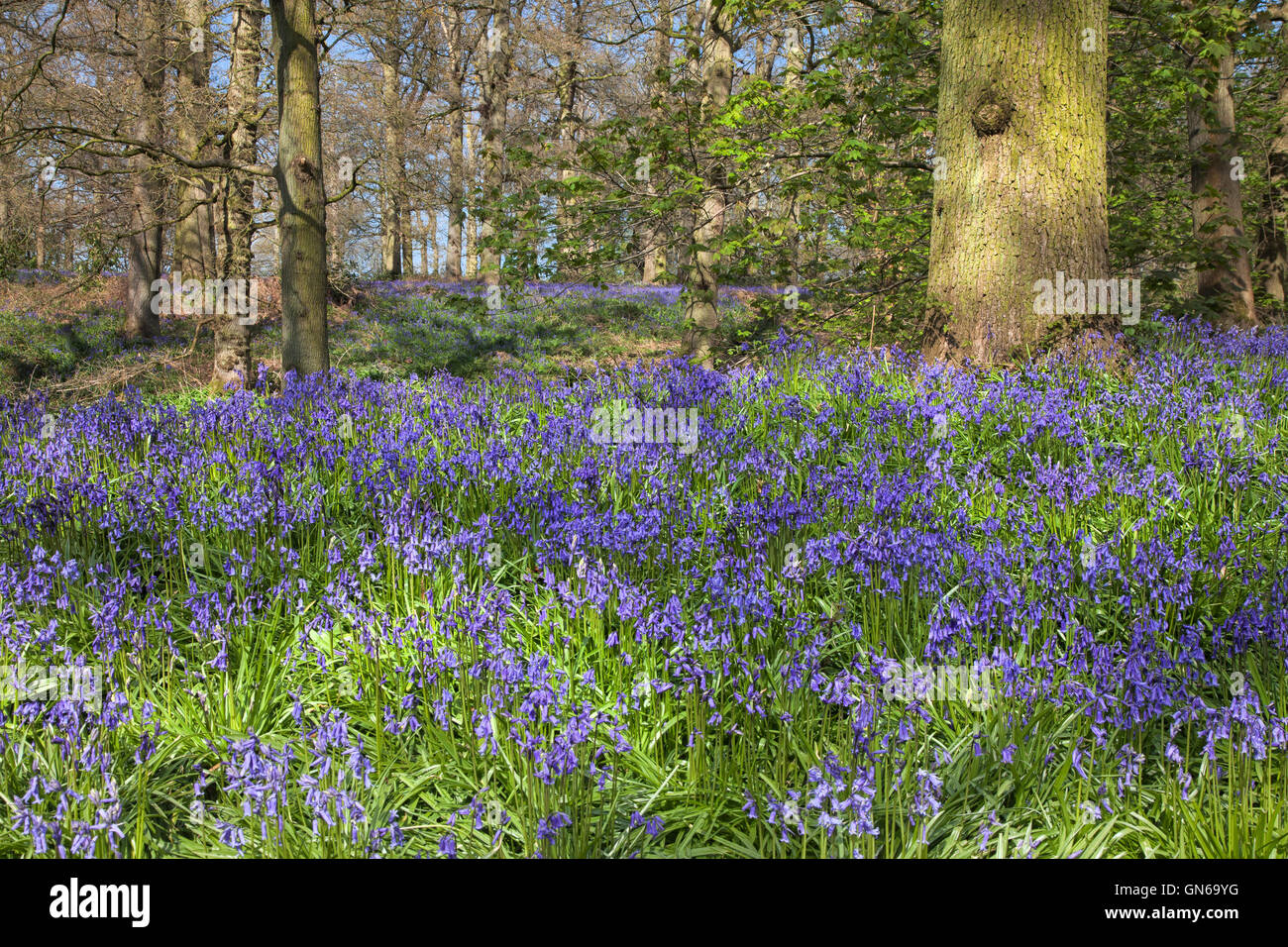 Bulbous tree trunks hi-res stock photography and images - Alamy