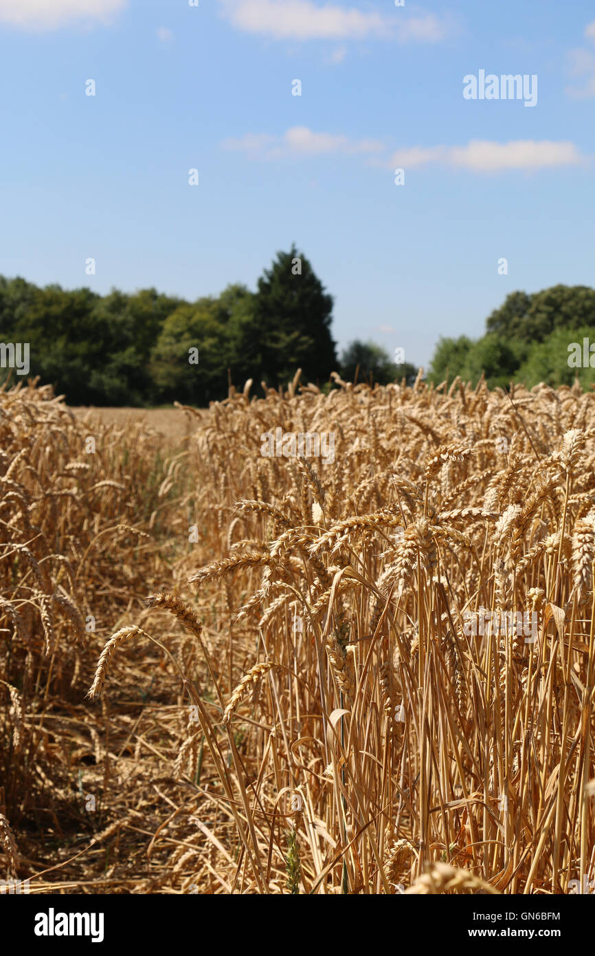 Corn ready for harvest Stock Photo - Alamy