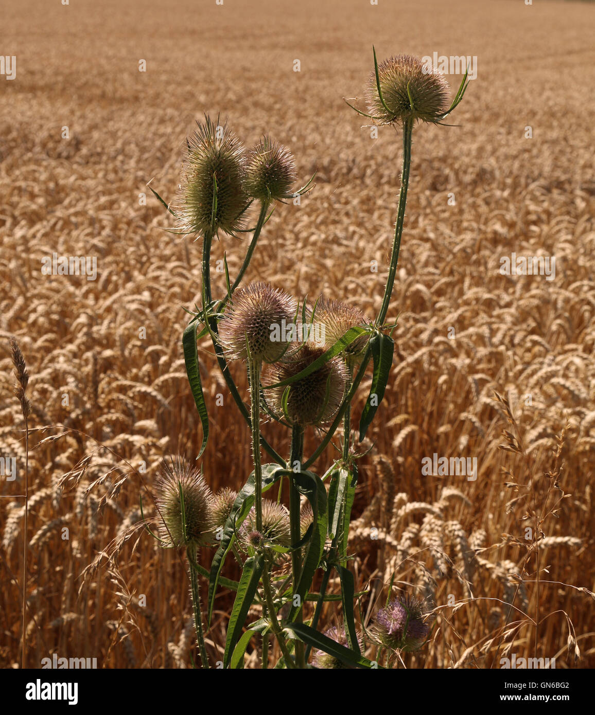 Large thistles in corn field Stock Photo - Alamy
