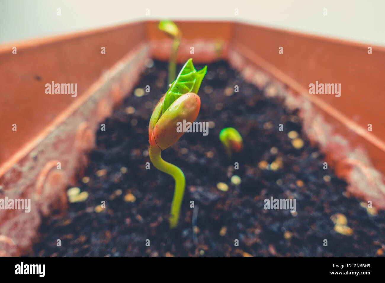 Bean plant growing Stock Photo - Alamy