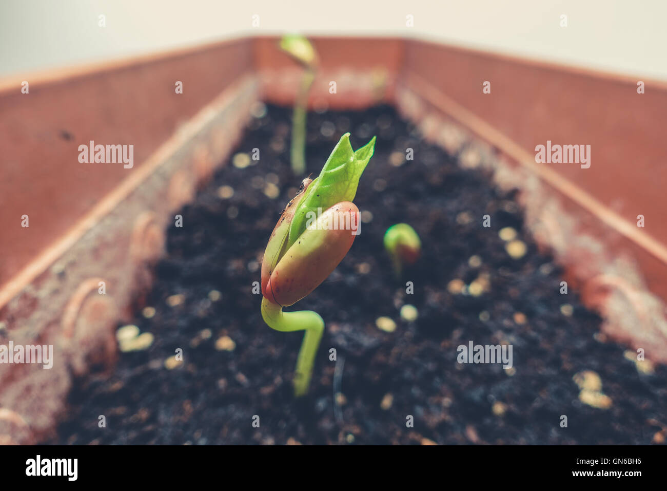 Bean plant growing Stock Photo - Alamy