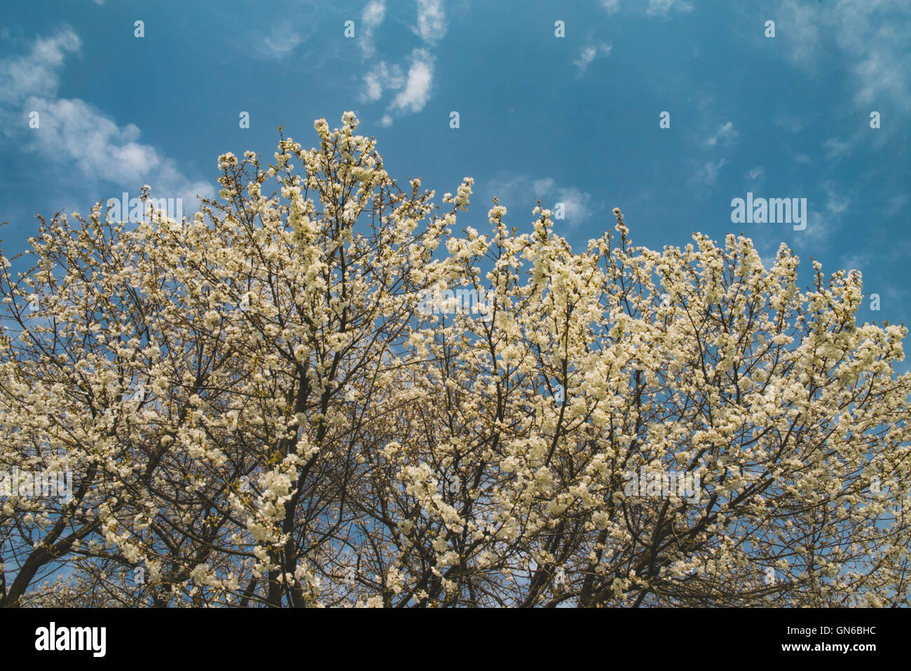 Cherry tree and blue sky in spring Stock Photo - Alamy