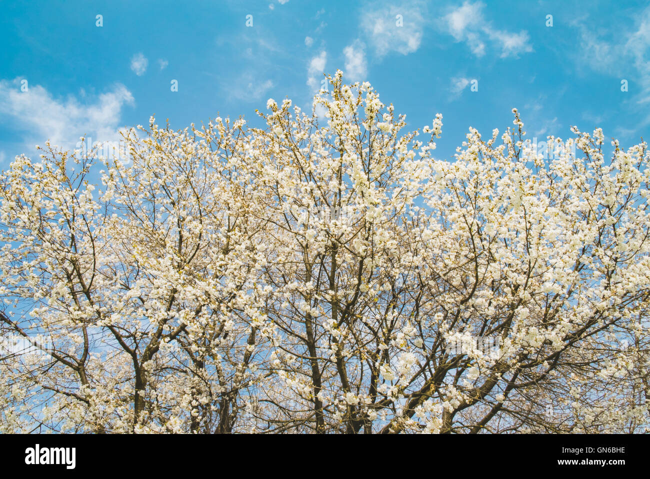 Cherry tree and blue sky in spring Stock Photo - Alamy