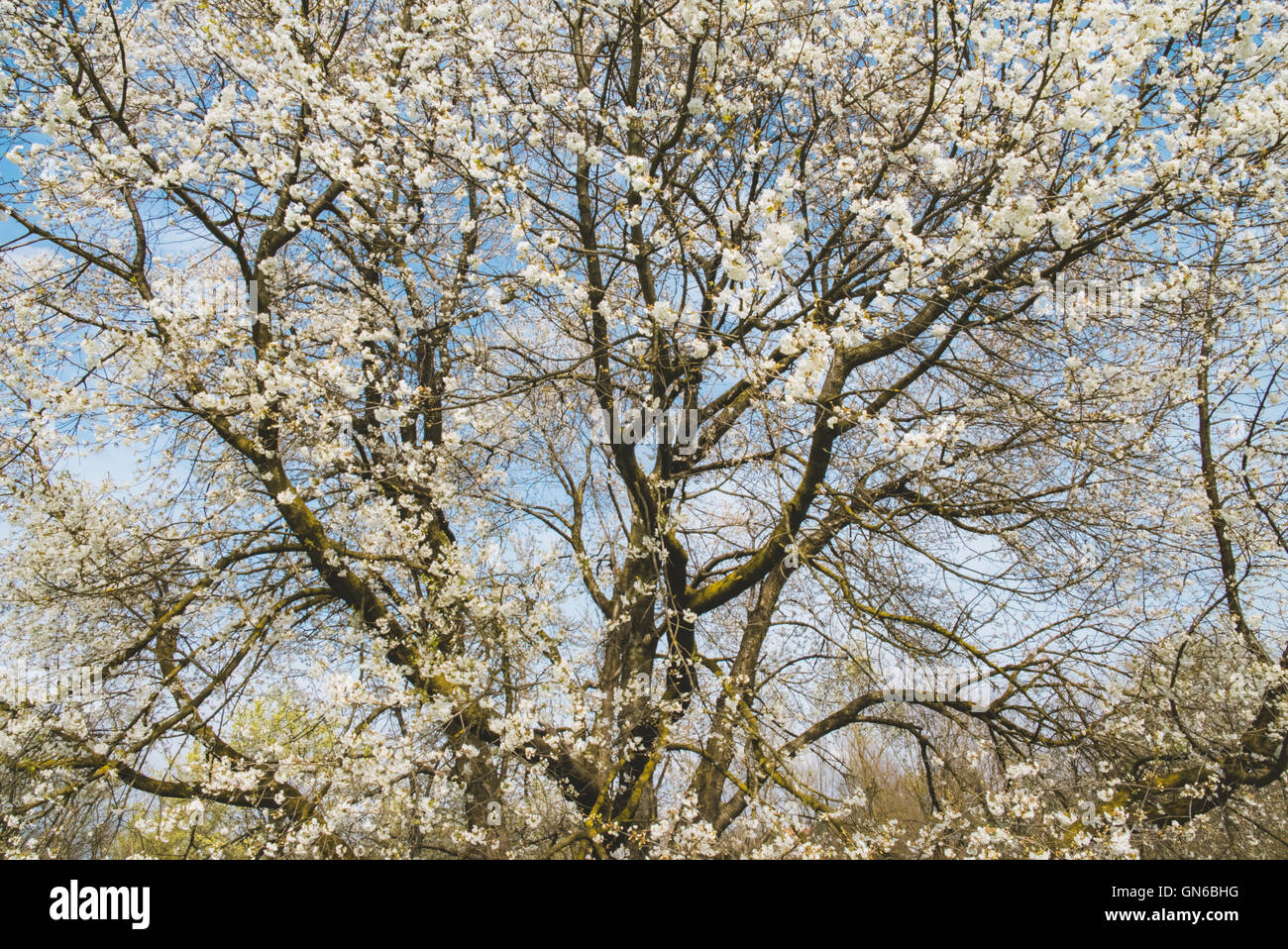 Cherry tree and blue sky in spring Stock Photo - Alamy