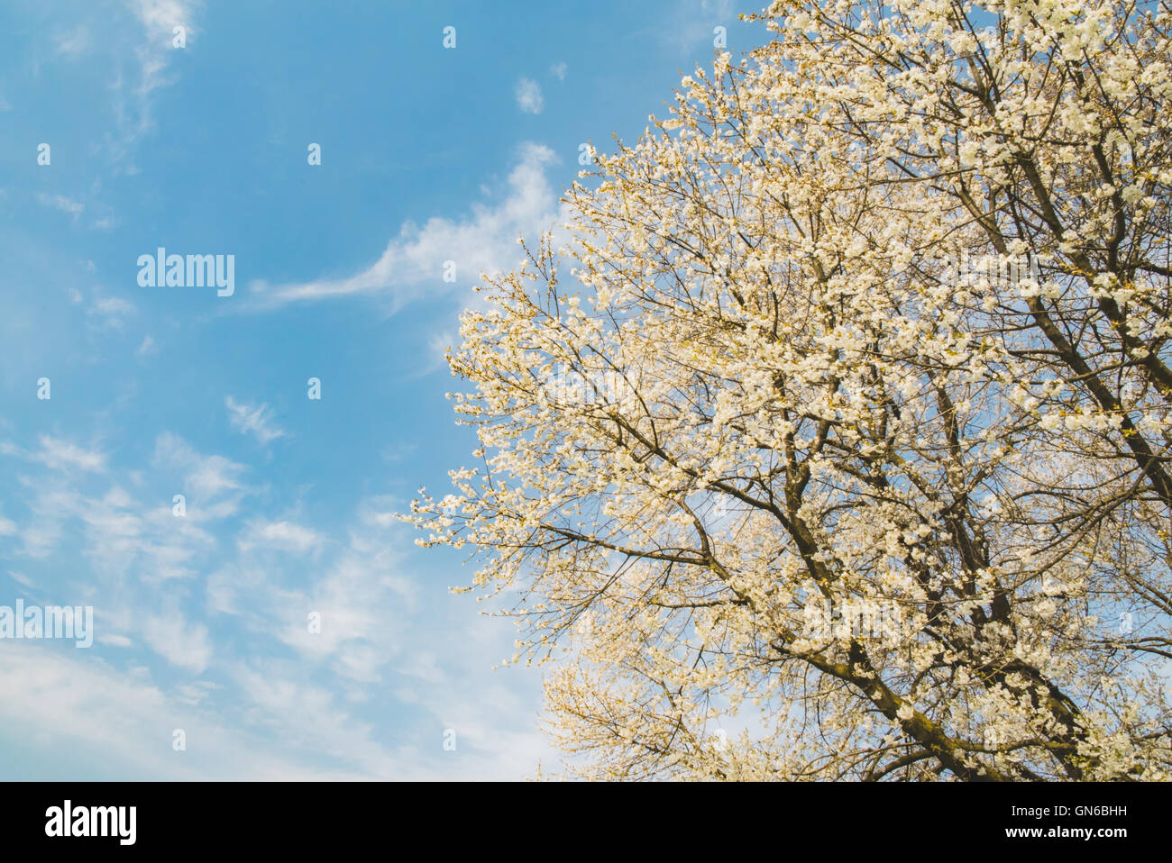 Cherry tree and blue sky in spring Stock Photo - Alamy