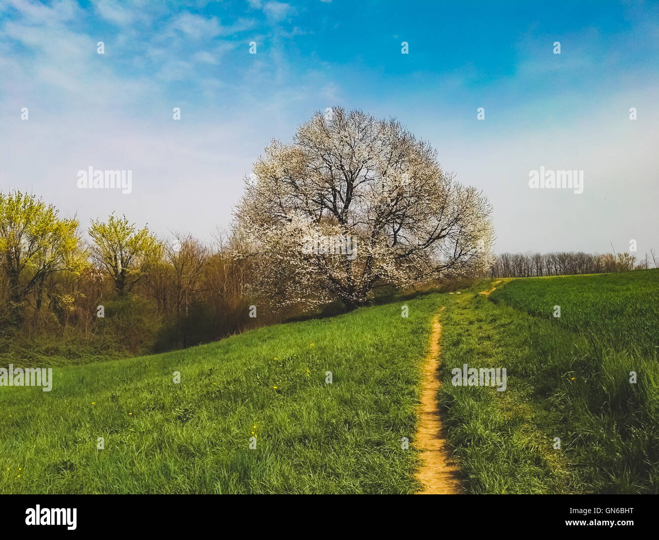 Cherry tree and blue sky in spring Stock Photo - Alamy