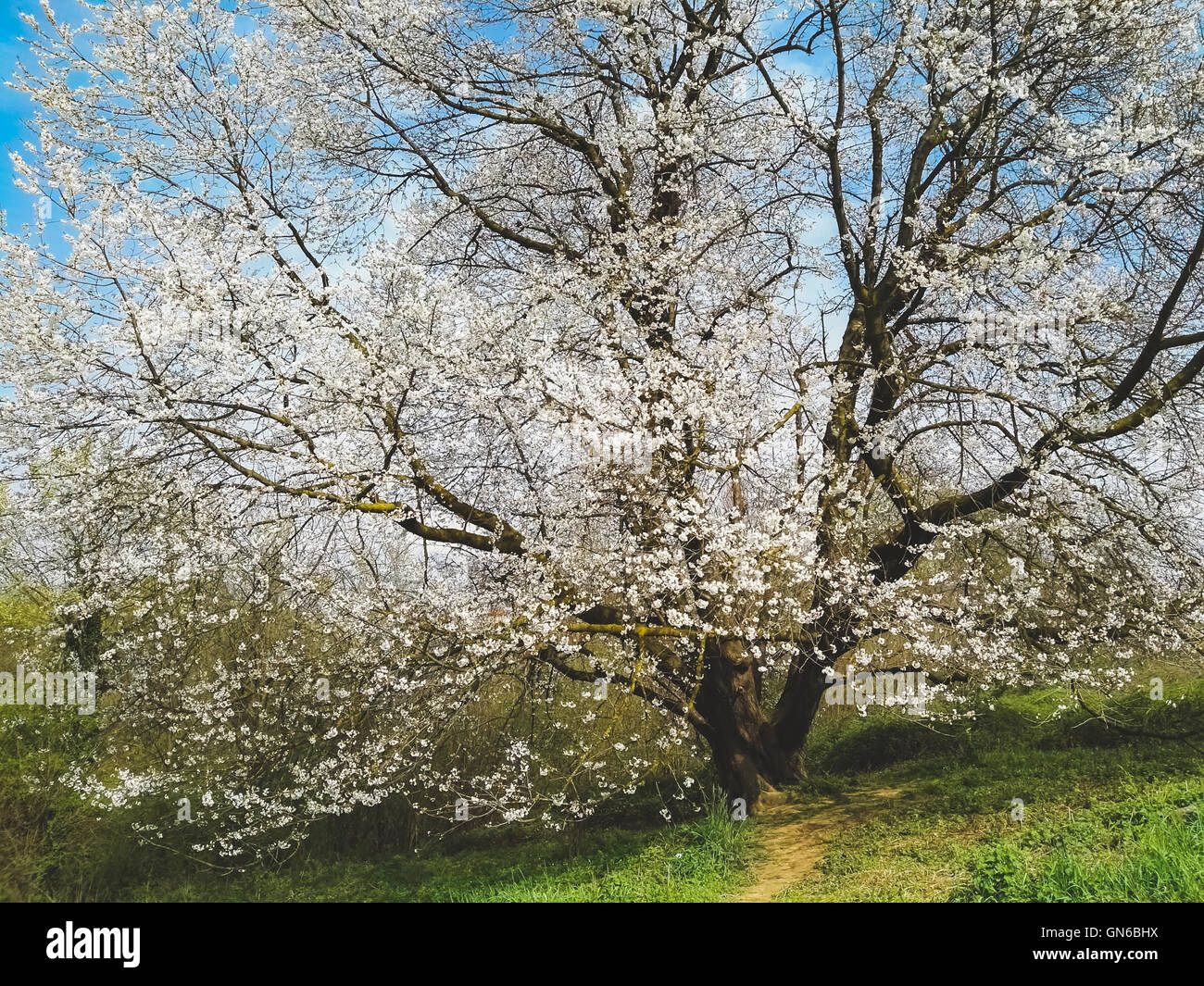 Cherry tree and blue sky in spring Stock Photo - Alamy