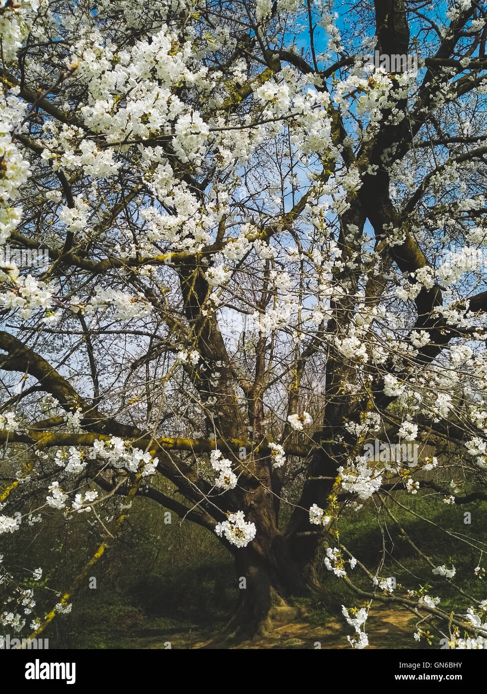 Cherry tree and blue sky in spring Stock Photo - Alamy