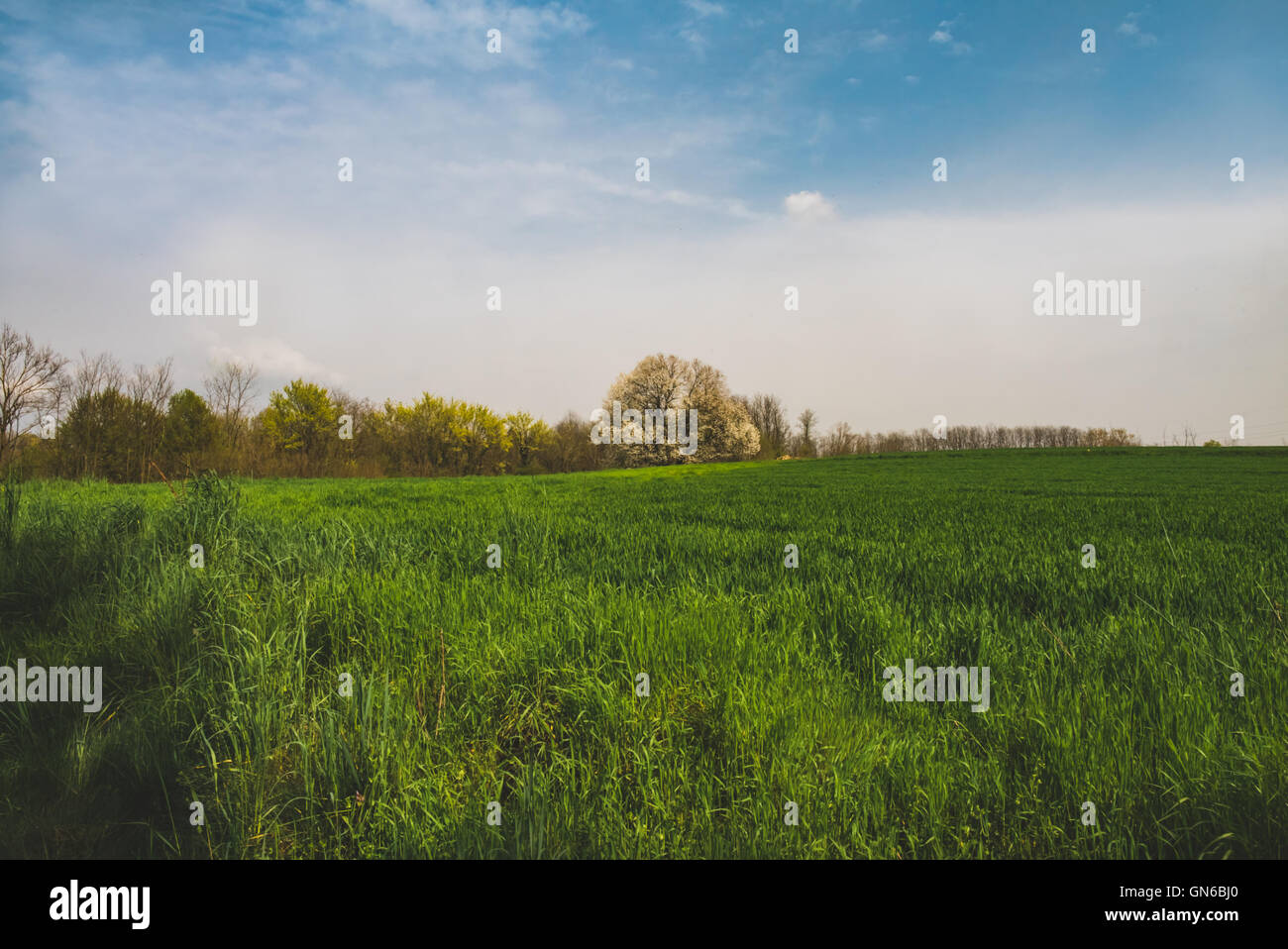 Tree field of flowers hi-res stock photography and images - Alamy