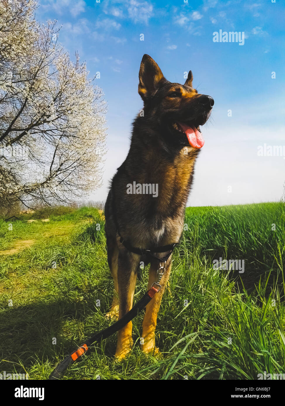 Portrait of a german shepherd dog in a field hi-res stock photography ...