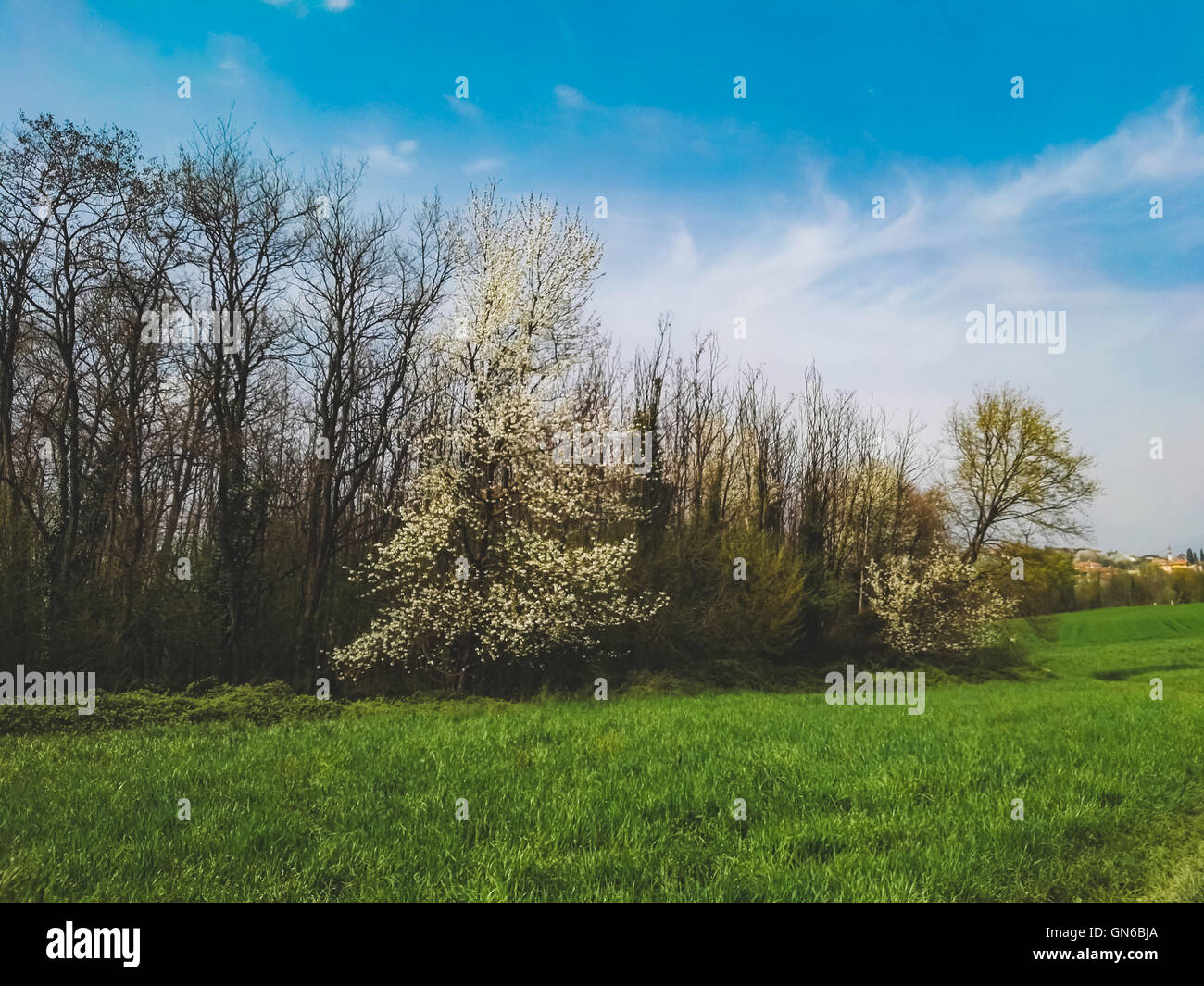 Blue sky green grass trees hi-res stock photography and images - Alamy