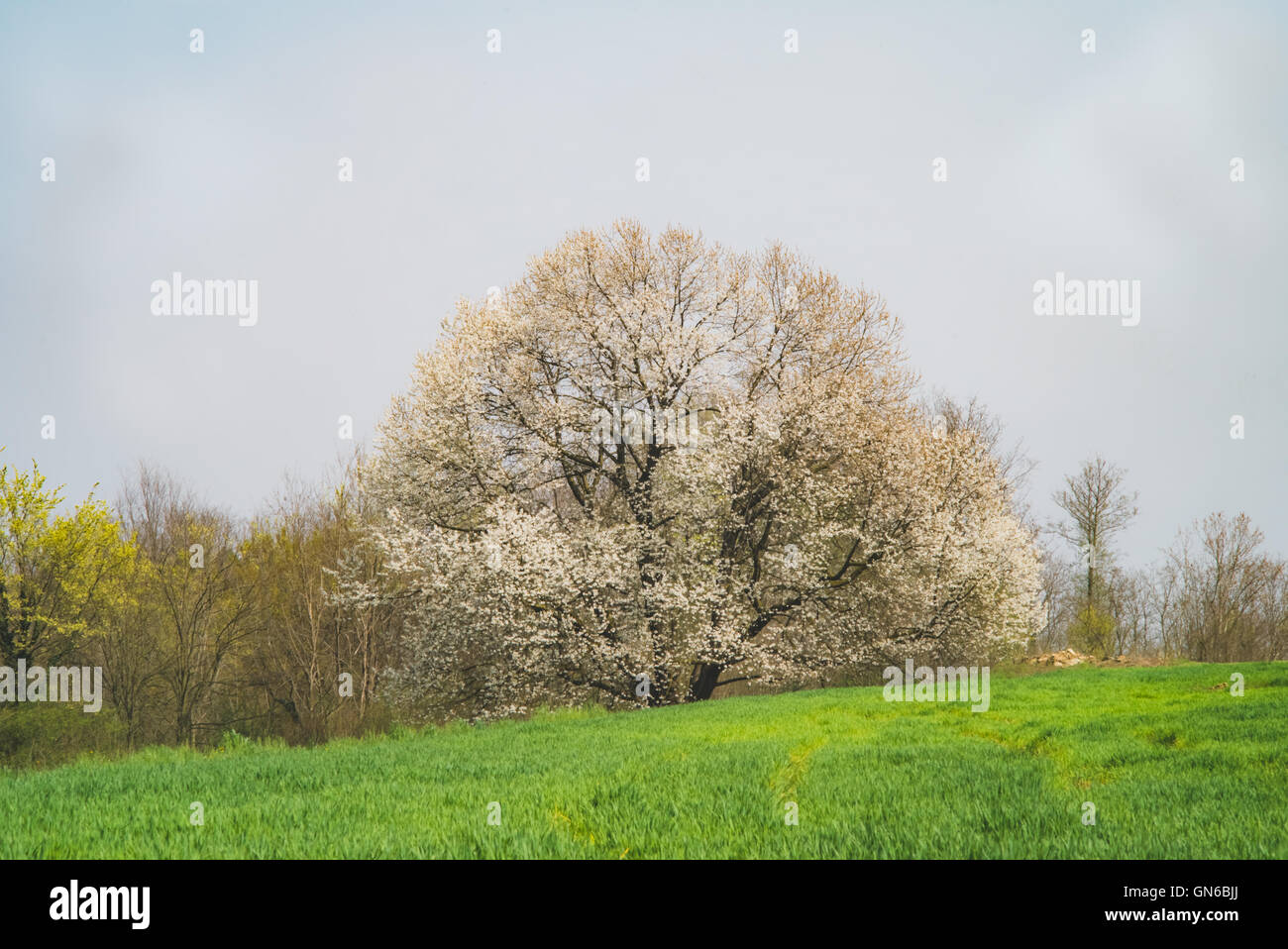 Monumental cherry tree and green field Stock Photo - Alamy