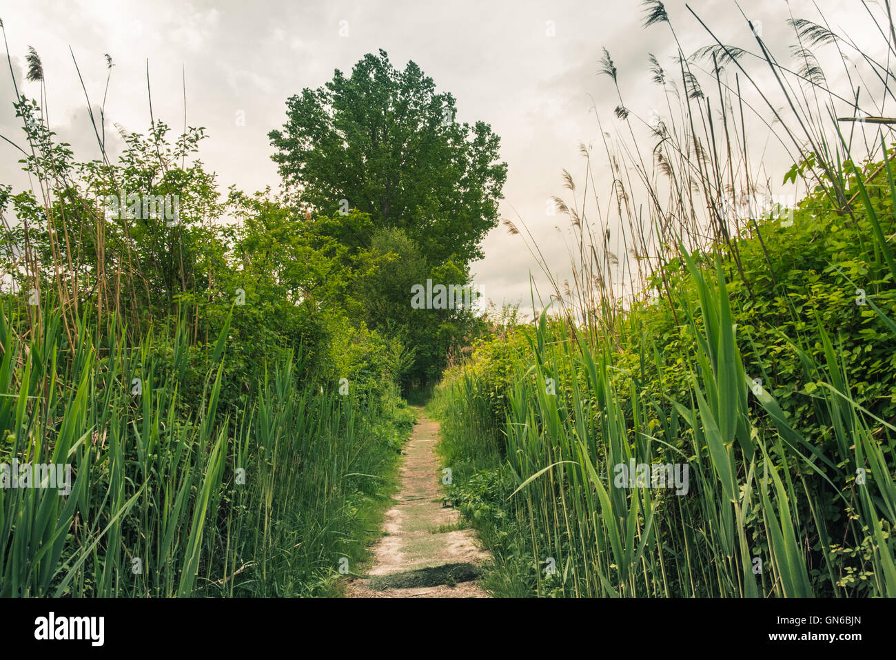 Hiking path in wild hi-res stock photography and images - Alamy