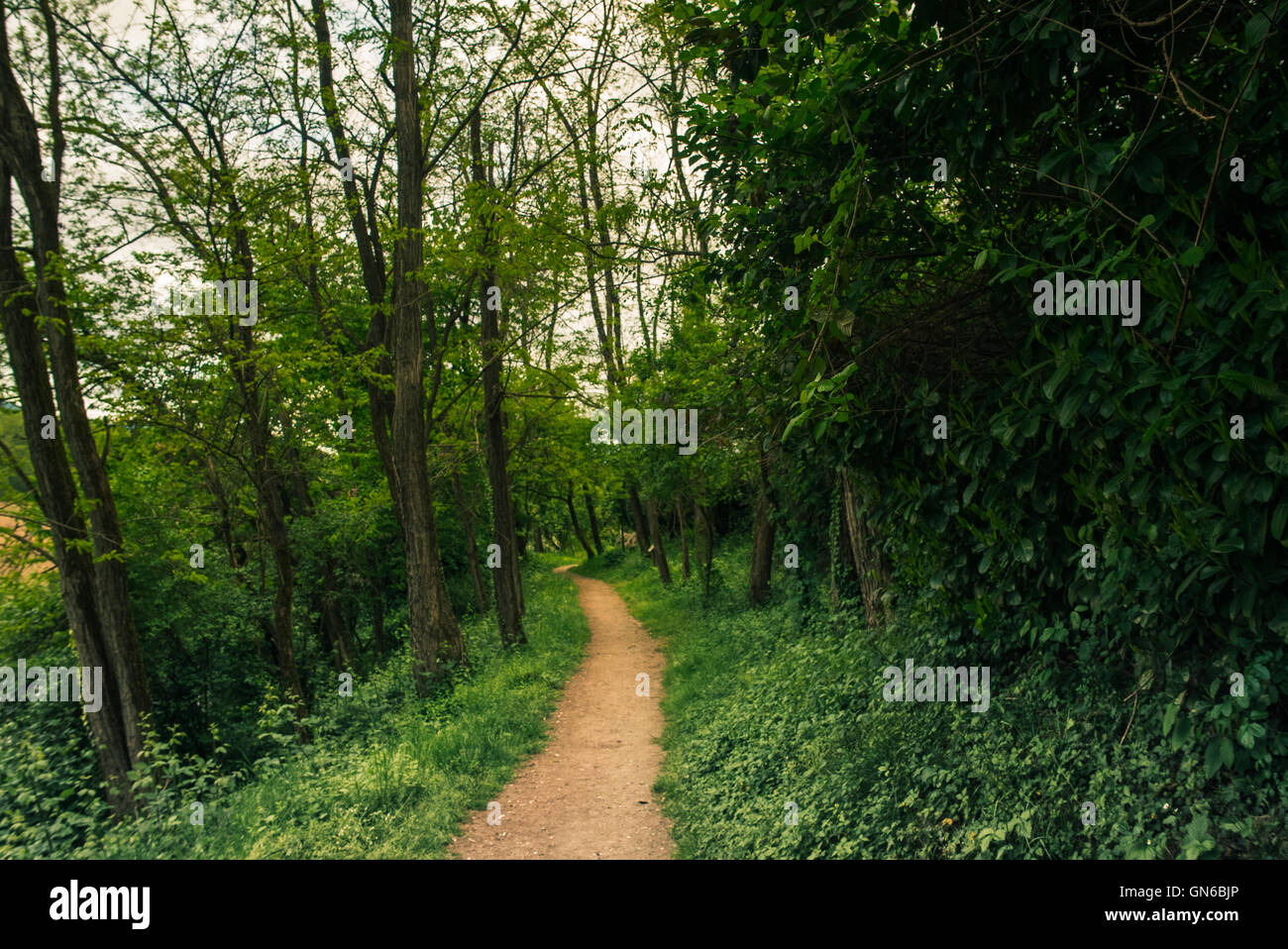 Path in the wild vegetation Stock Photo - Alamy