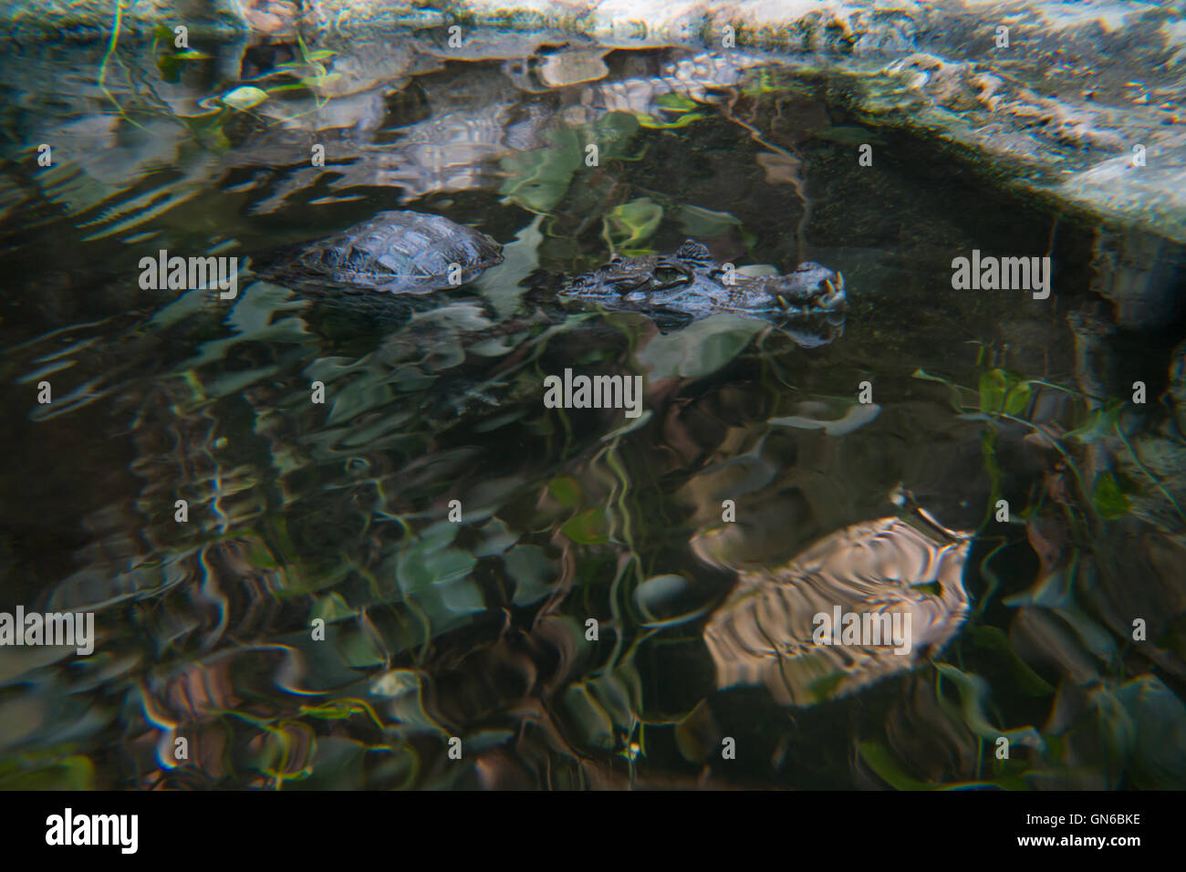 Spectacled caiman by the river Stock Photo - Alamy