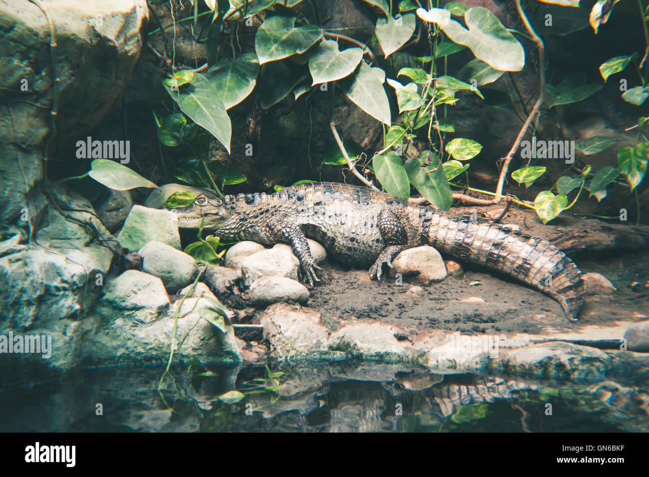 Spectacled caiman by the river Stock Photo - Alamy