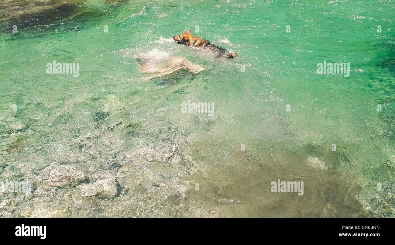 Dog rescuing man from the strong water current Stock Photo - Alamy