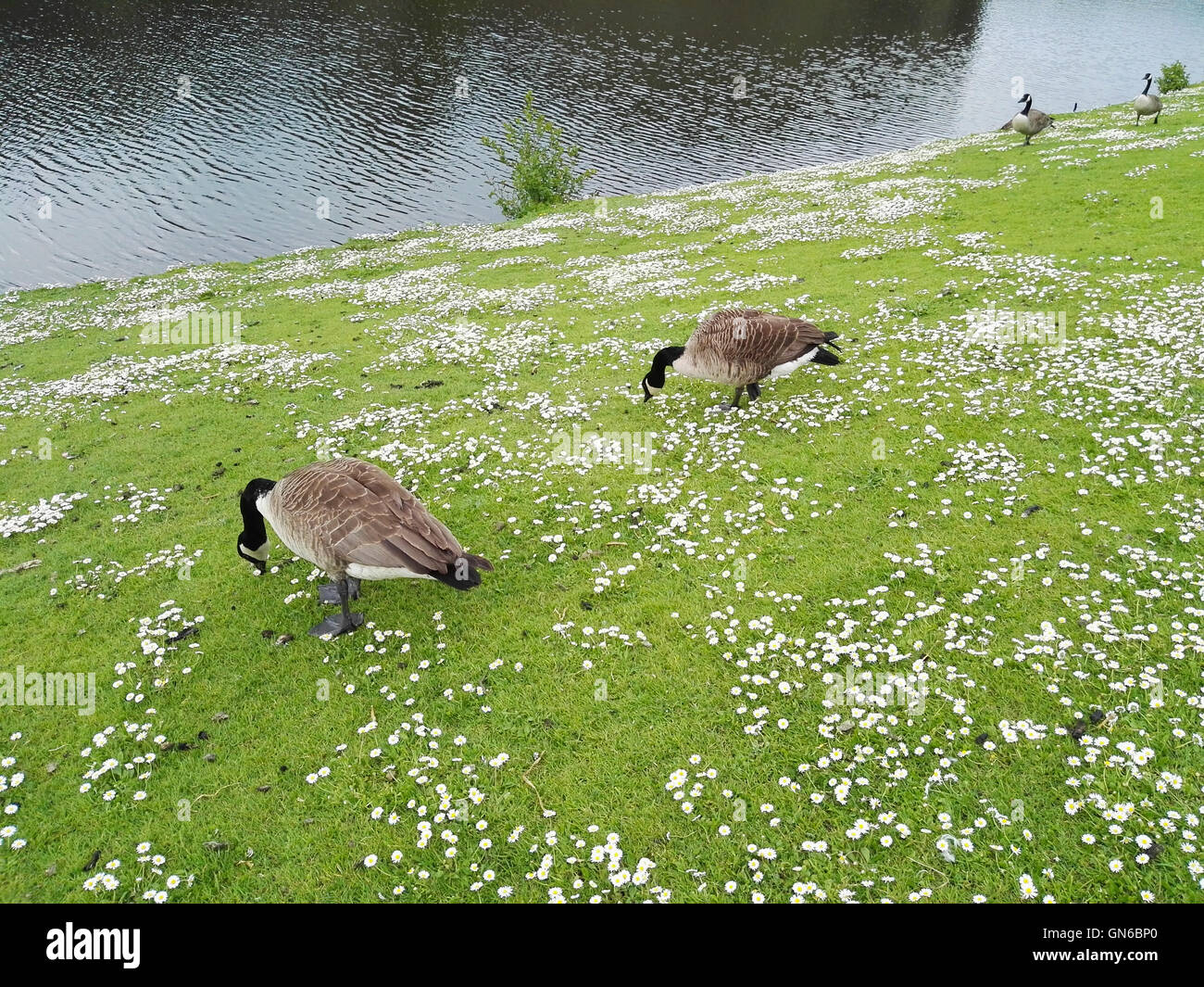 Bank birds hi-res stock photography and images - Alamy