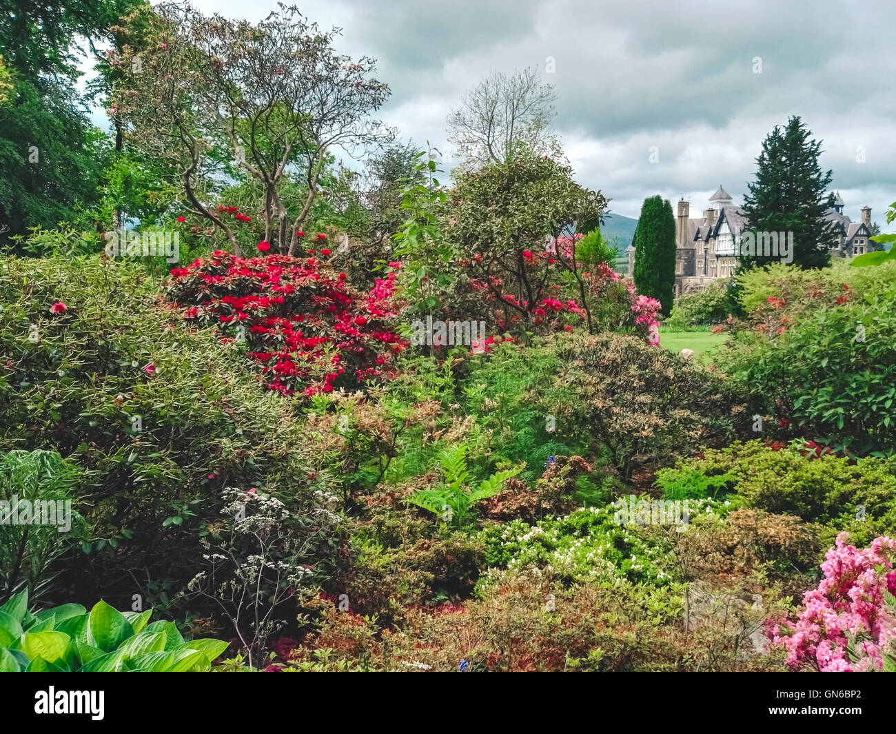 Welsh plants hi-res stock photography and images - Alamy