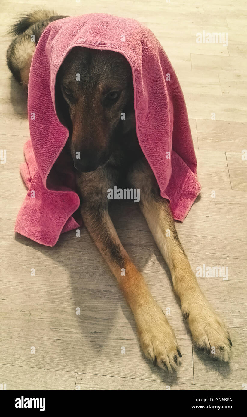 Funny dog covered with a towel Stock Photo - Alamy