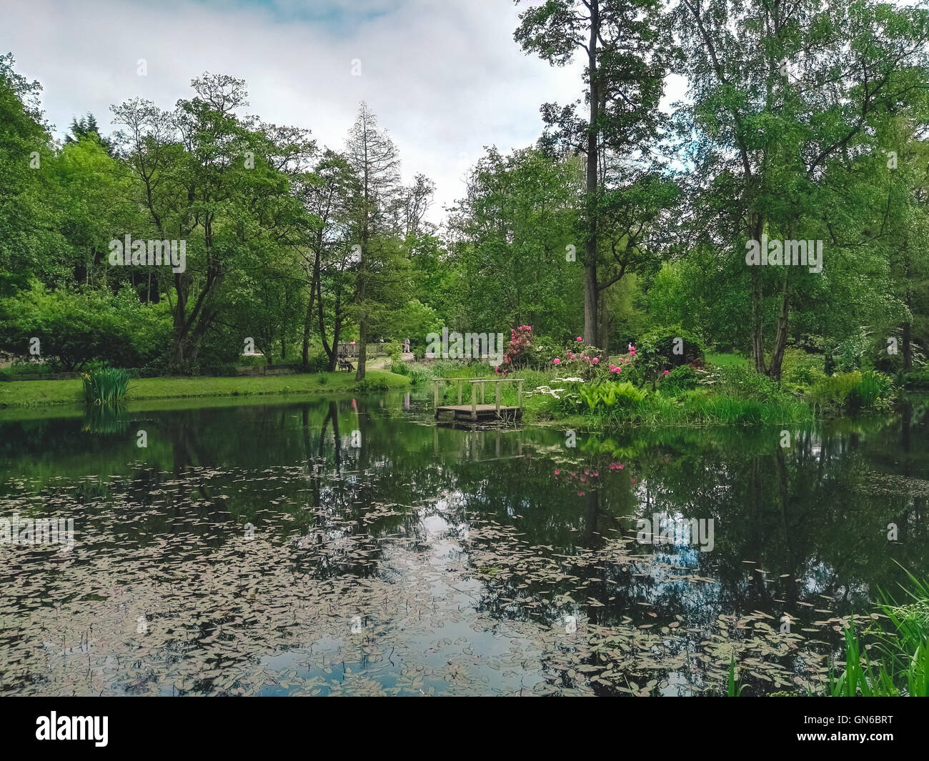 Welsh plants hi-res stock photography and images - Alamy