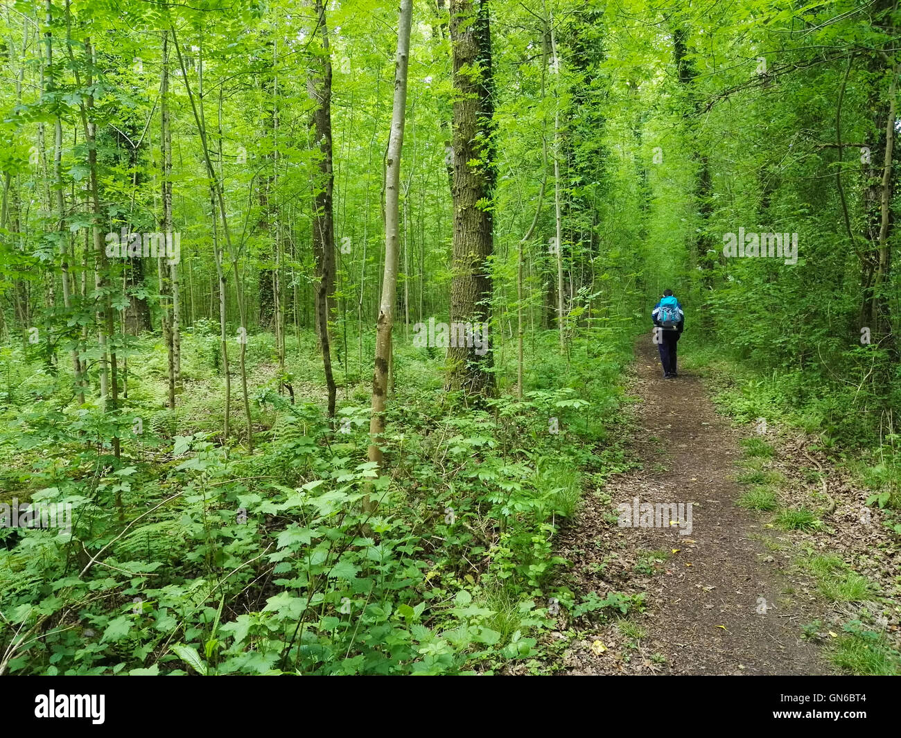 Man trekking in the woods Stock Photo - Alamy