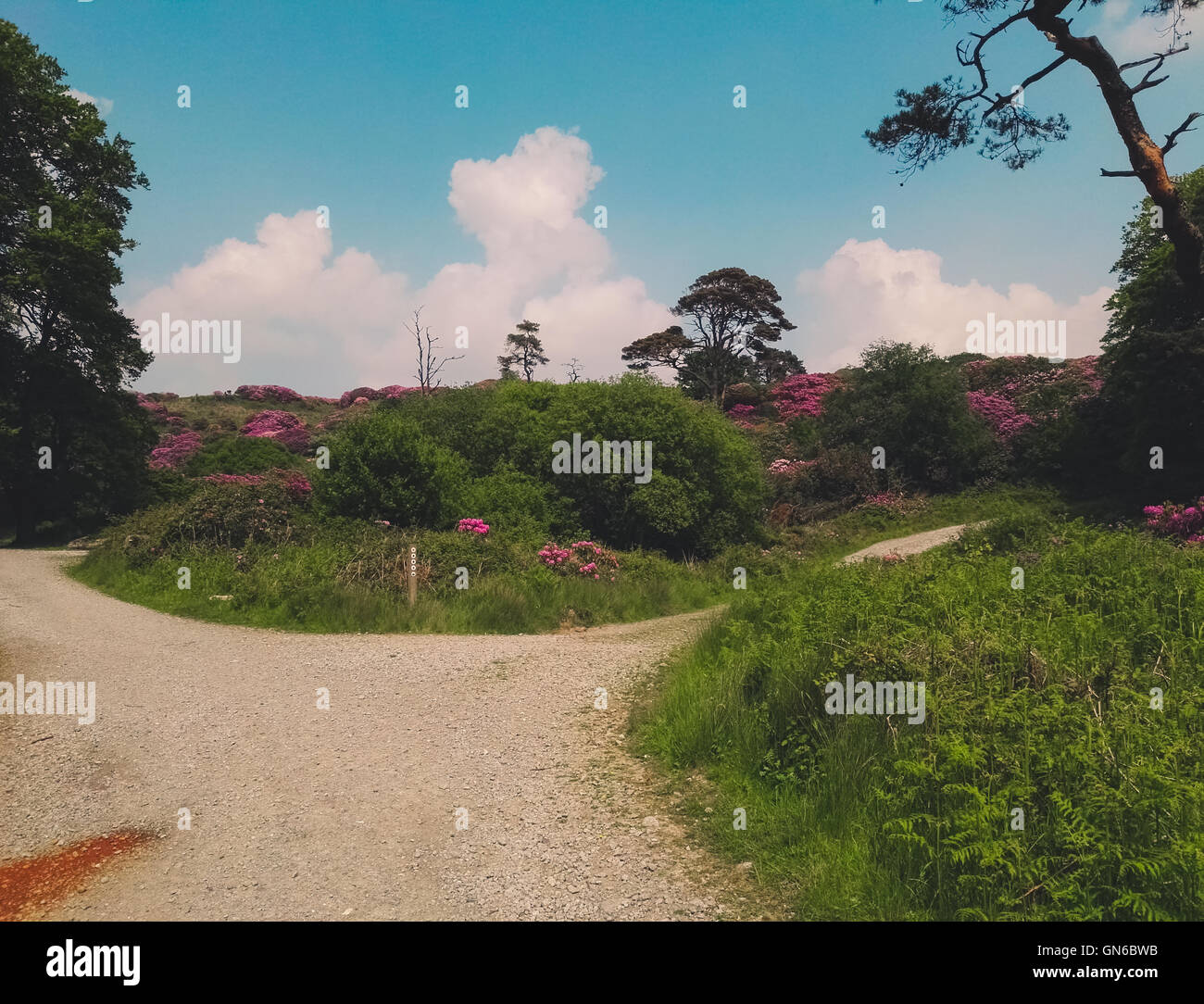 Paths in Margam Country Park Stock Photo - Alamy