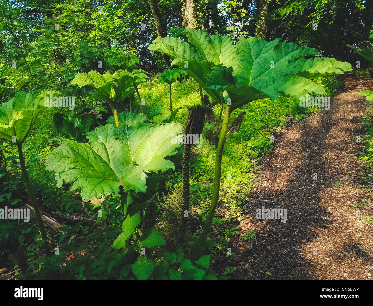 Plant with big leaves in a garden Stock Photo - Alamy